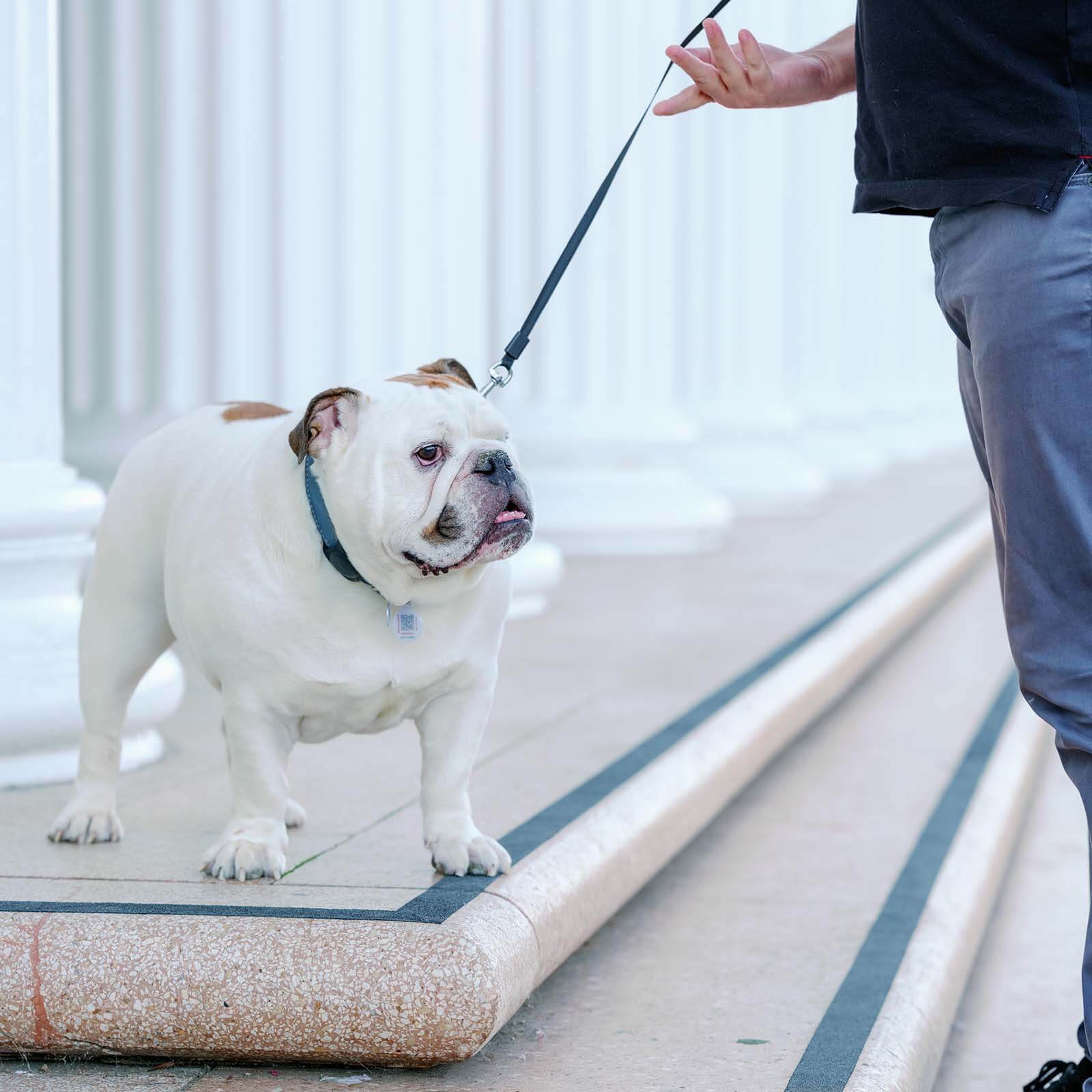 pet-trainer-3 | Fifth Partners